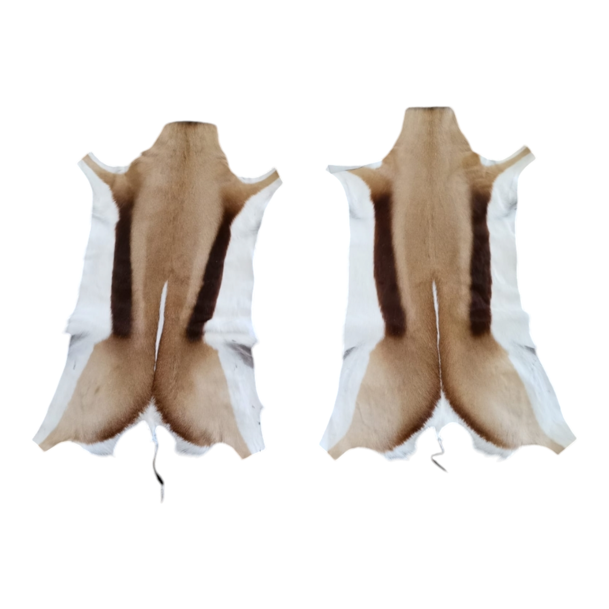 Springbok Hide – Cut Price South Africa